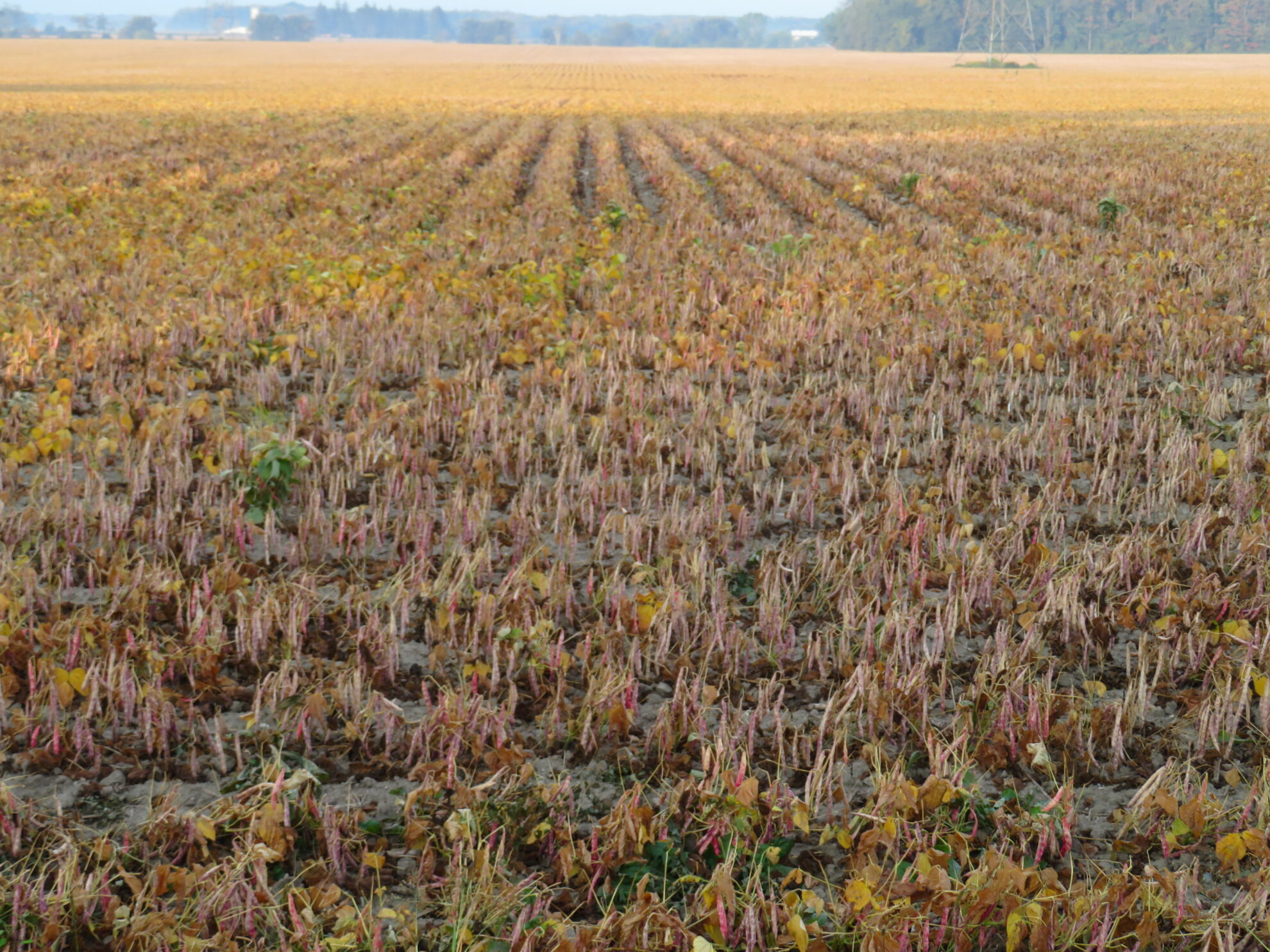 Comparing harvest aids for beans, 2010-2012: Herbicide residues – Dry ...