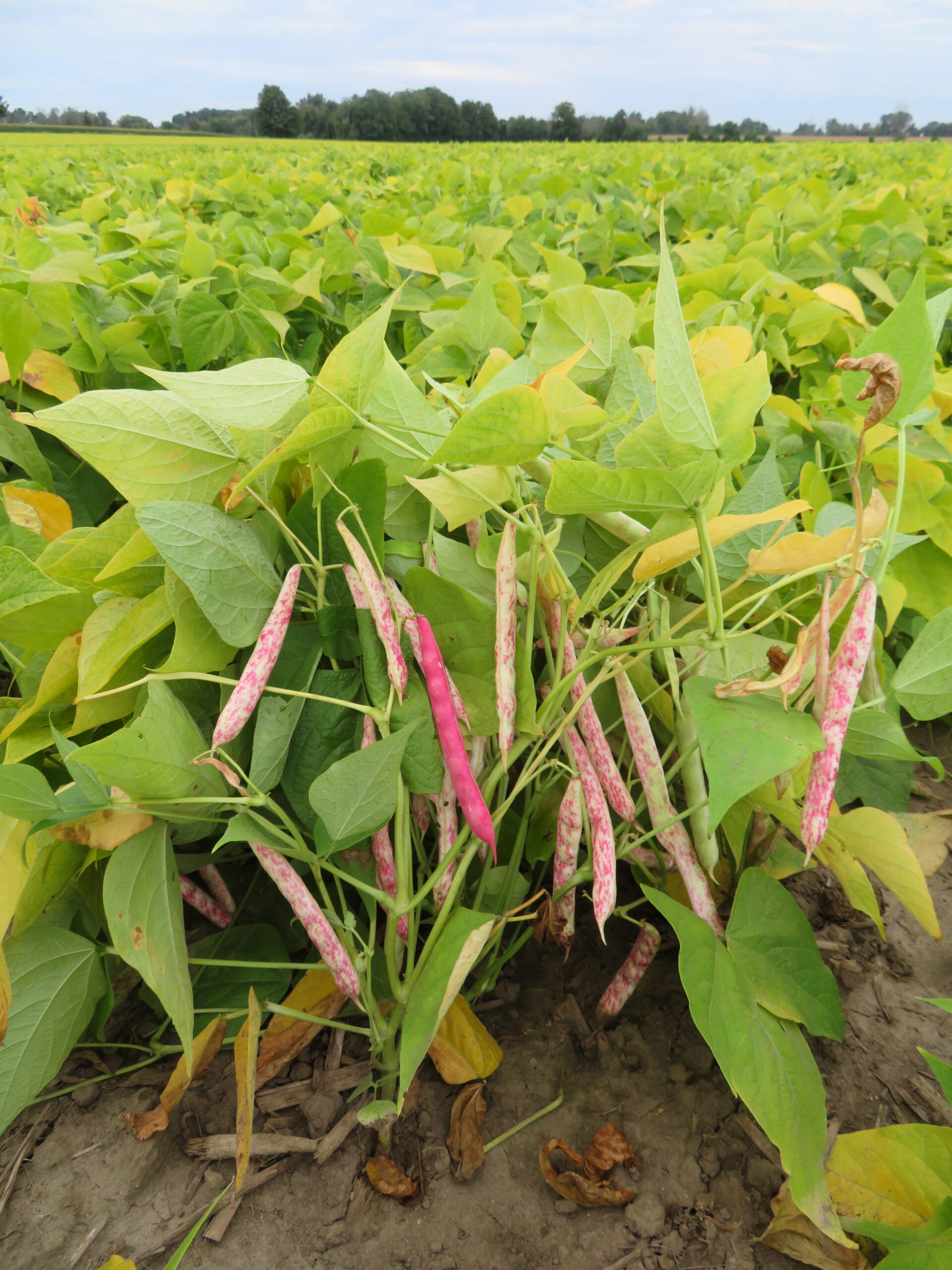Narrow Row Cranberry and Kidney Bean Production, 2006-2007 – Dry Bean ...