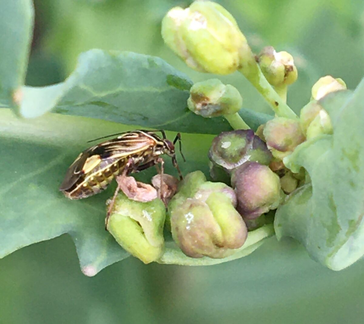 Tarnished Plant Bug – Dry Bean Agronomy