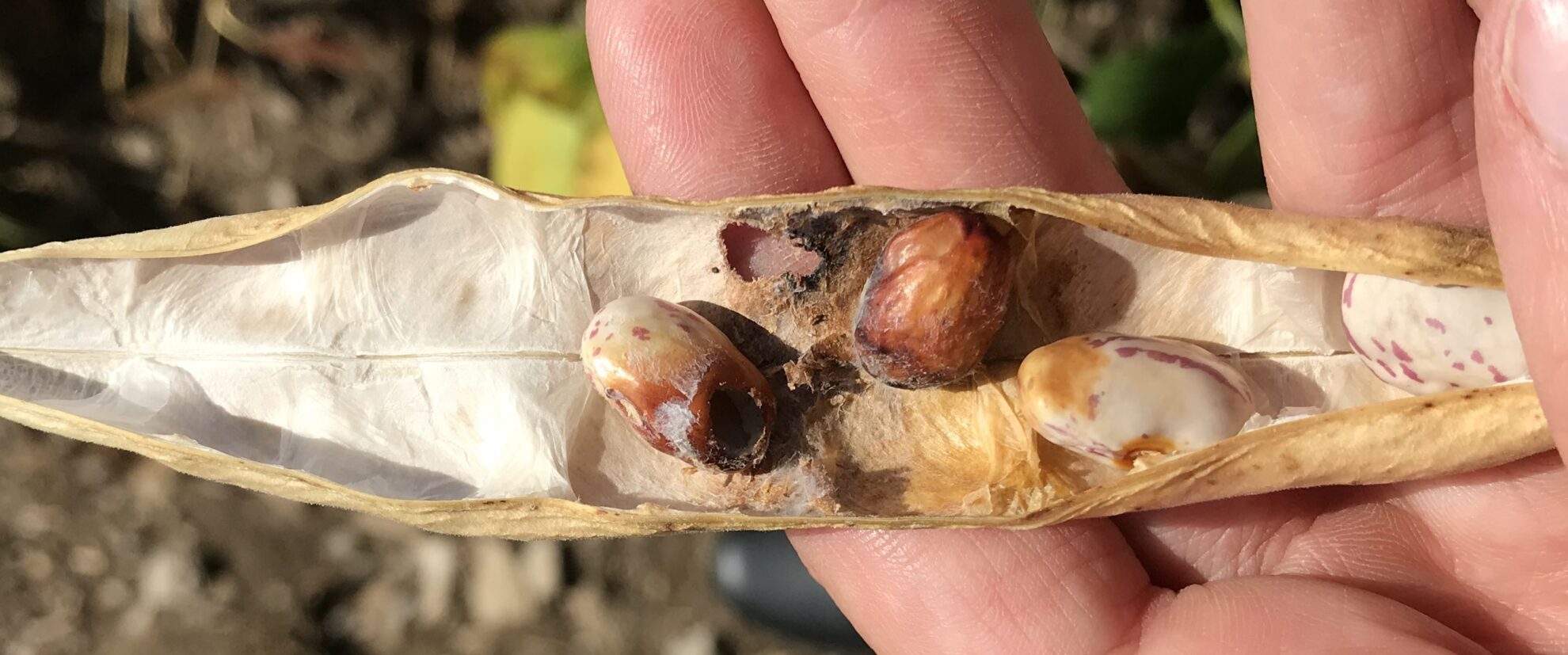 Western Bean Cutworm Quick Guide – Dry Bean Agronomy