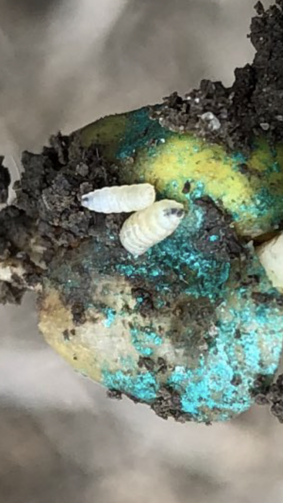 Seedcorn maggot – Dry Bean Agronomy