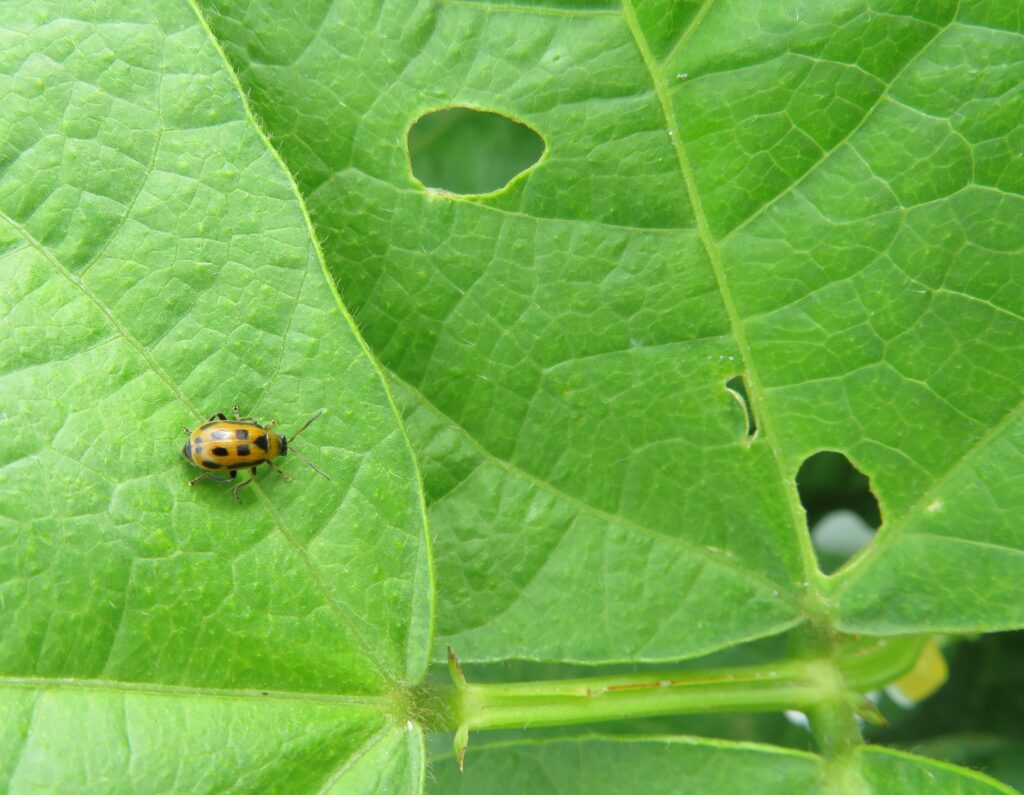 Bean Leaf Beetle – Dry Bean Agronomy