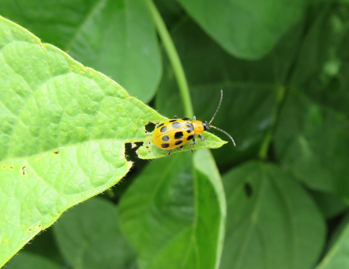 Bean Leaf Beetle – Dry Bean Agronomy