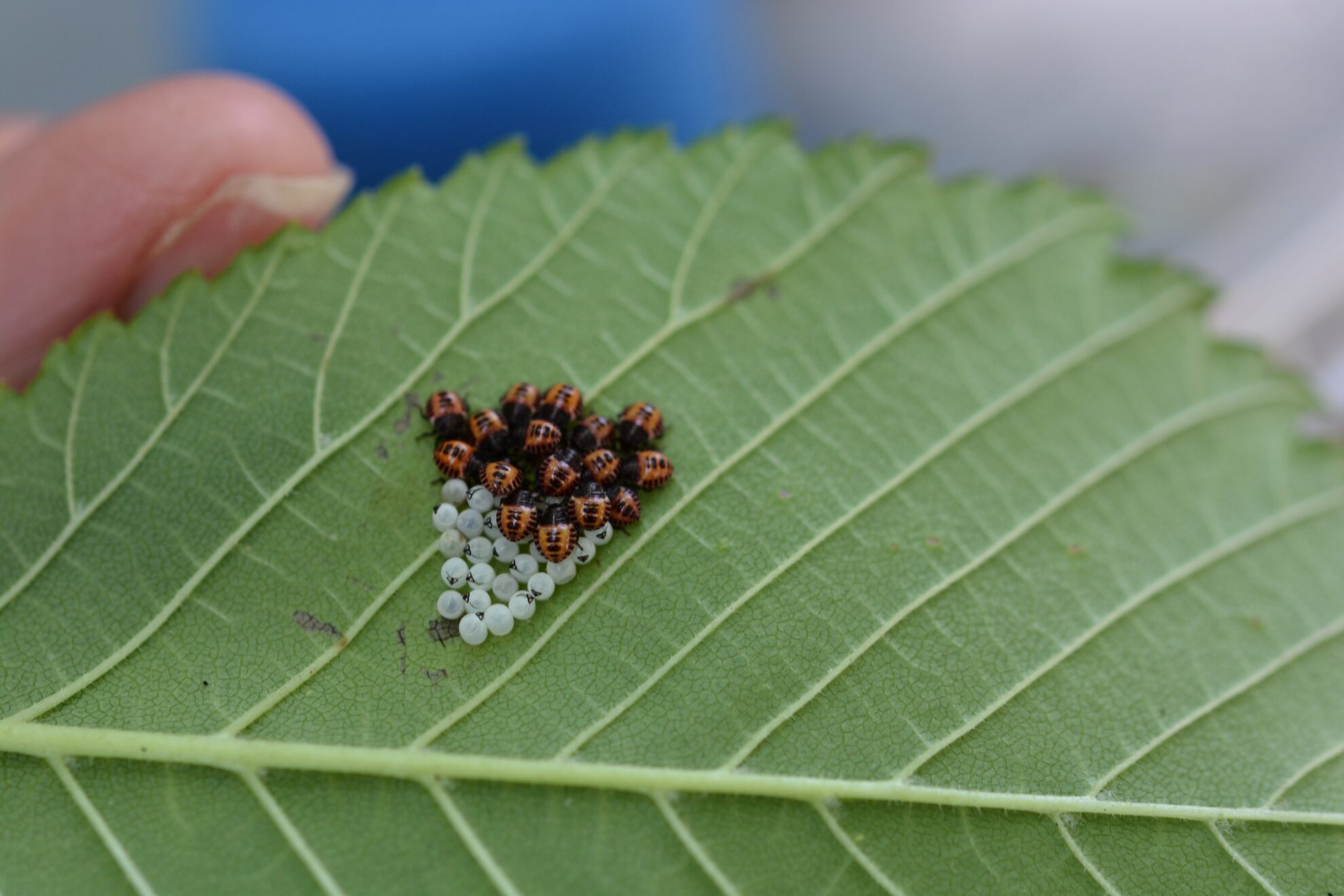 Stink Bugs – Dry Bean Agronomy