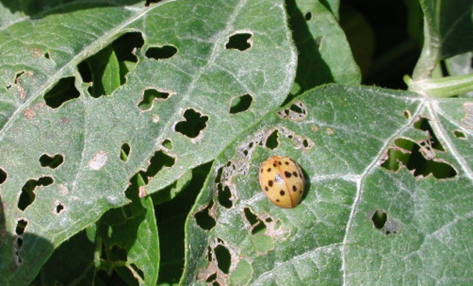 Mexican Bean Beetle – Dry Bean Agronomy