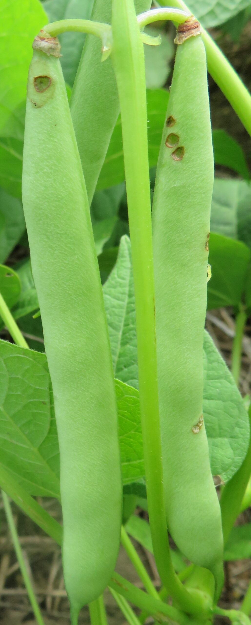 Western Bean Cutworm – Dry Bean Agronomy
