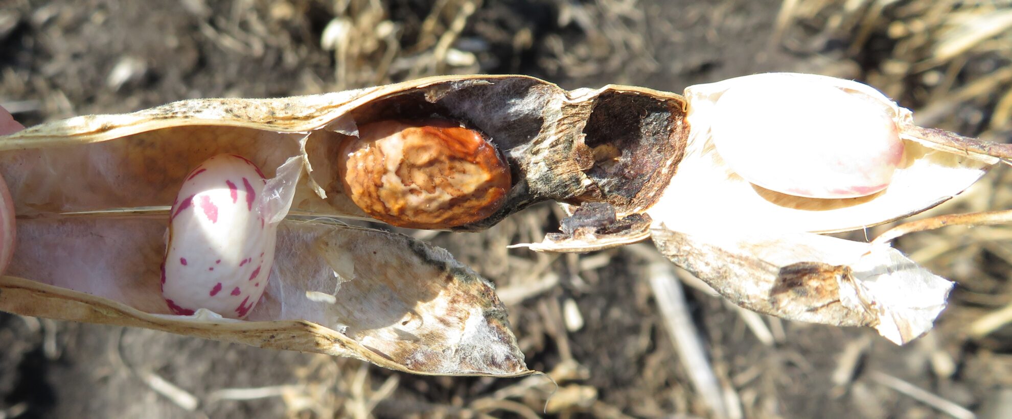 Western Bean Cutworm – Dry Bean Agronomy
