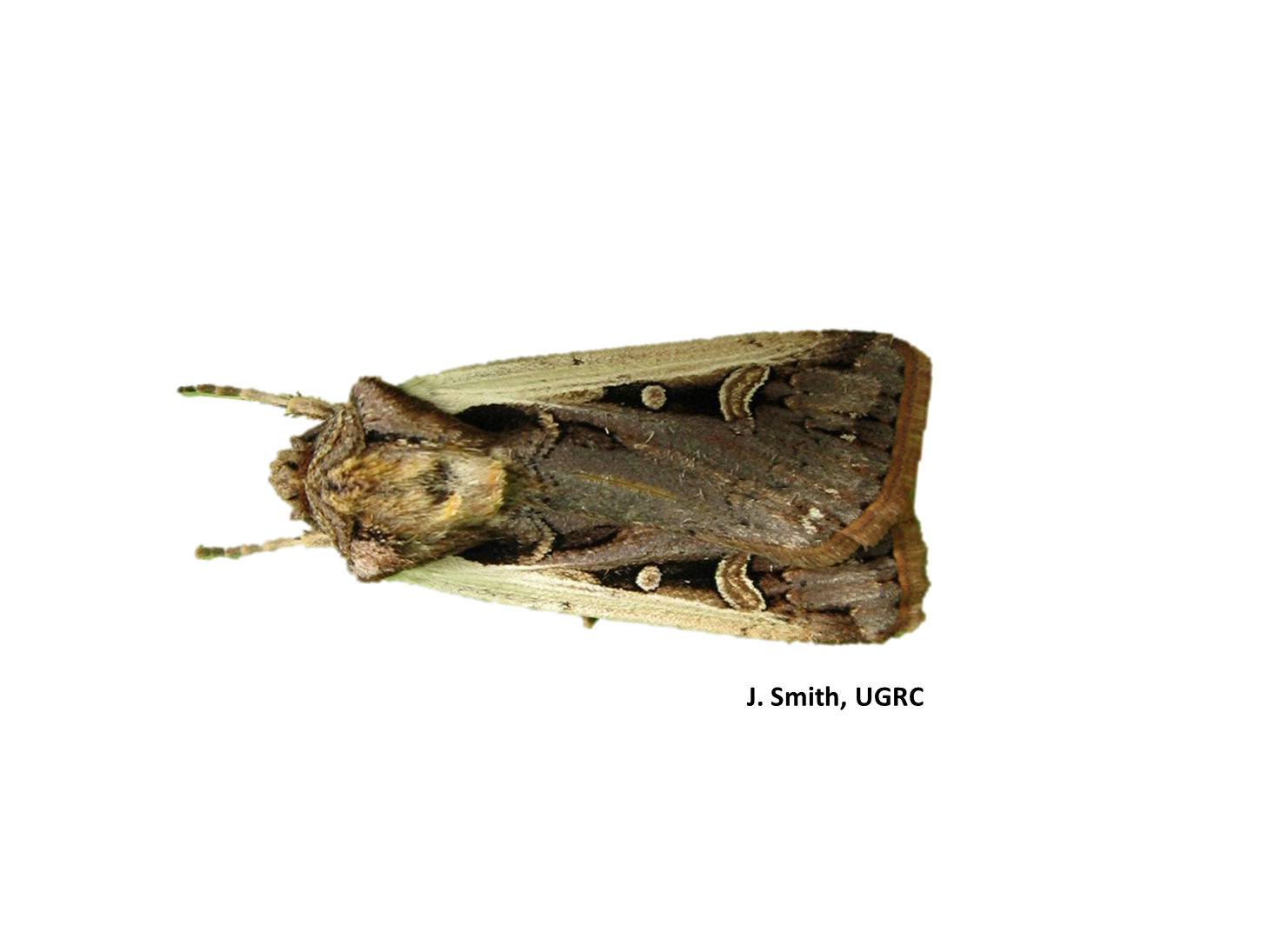 Western Bean Cutworm – Dry Bean Agronomy