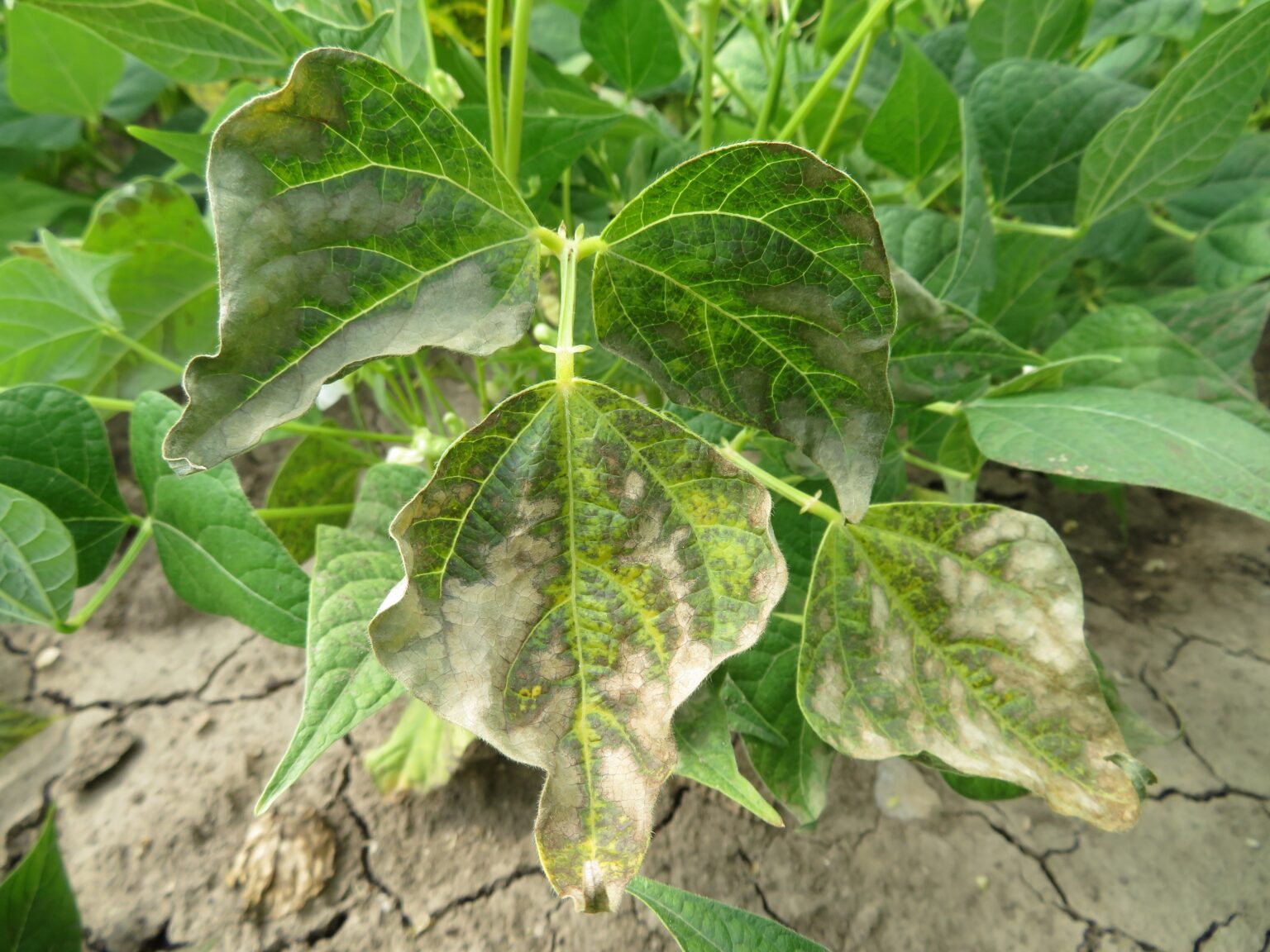 Bacterial Wilt – Dry Bean Agronomy