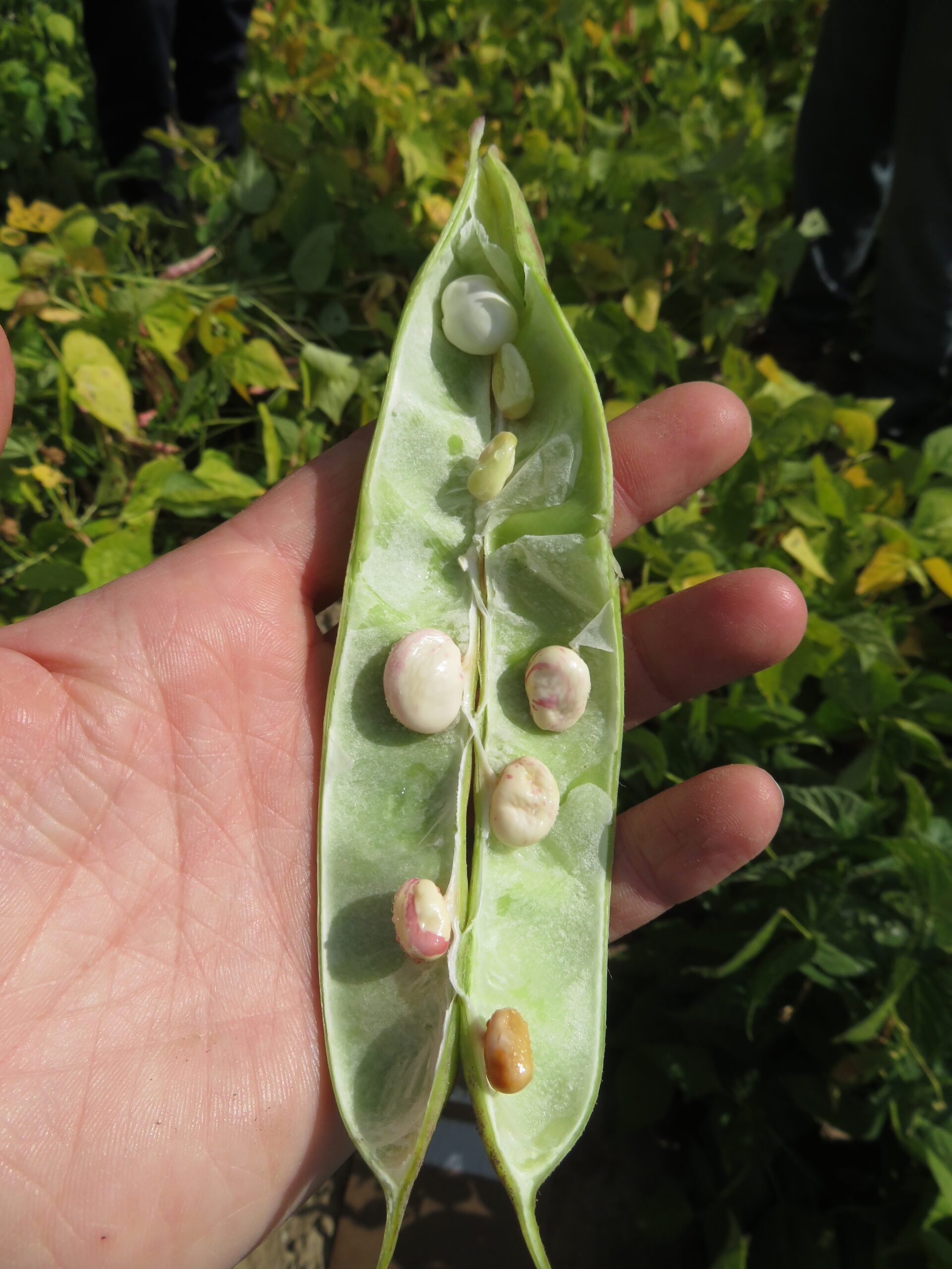 Green Patch – Dry Bean Agronomy