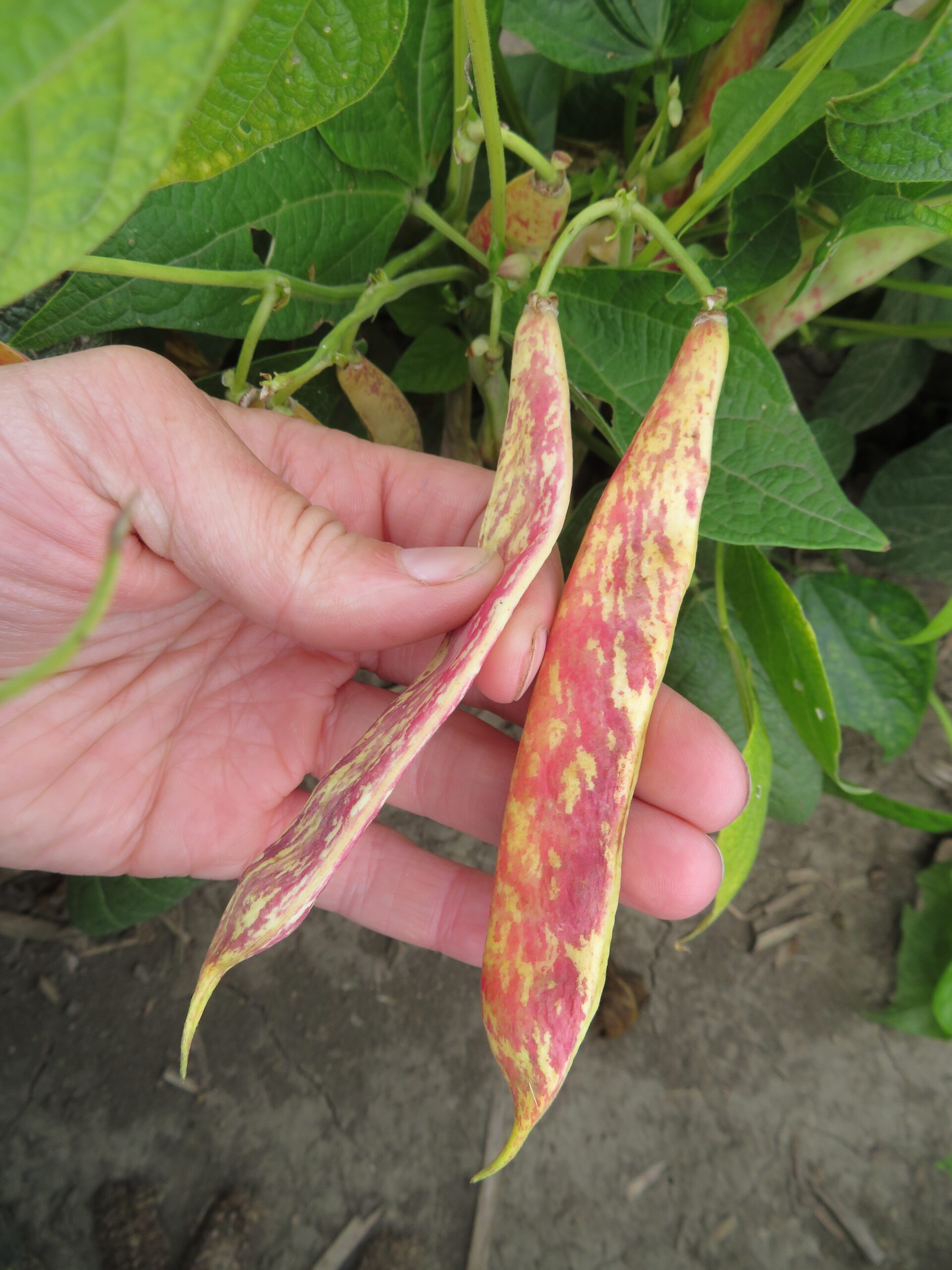 Green Patch – Dry Bean Agronomy