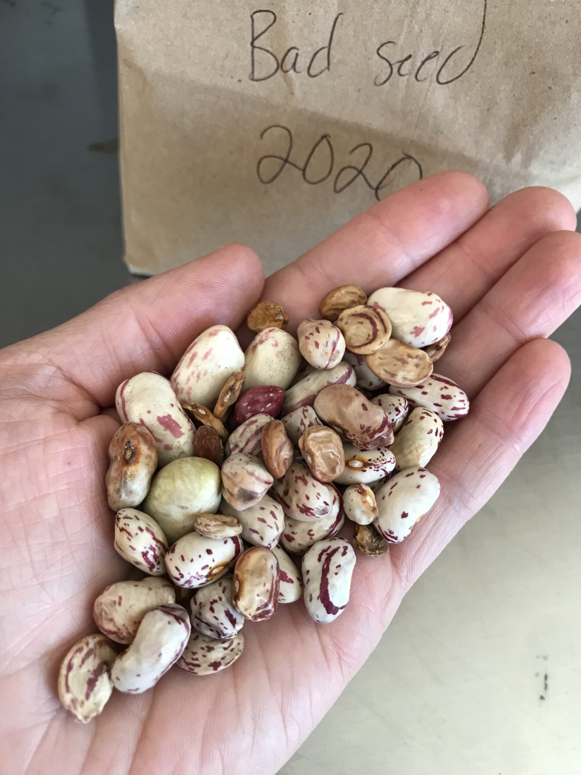 Green Patch – Dry Bean Agronomy