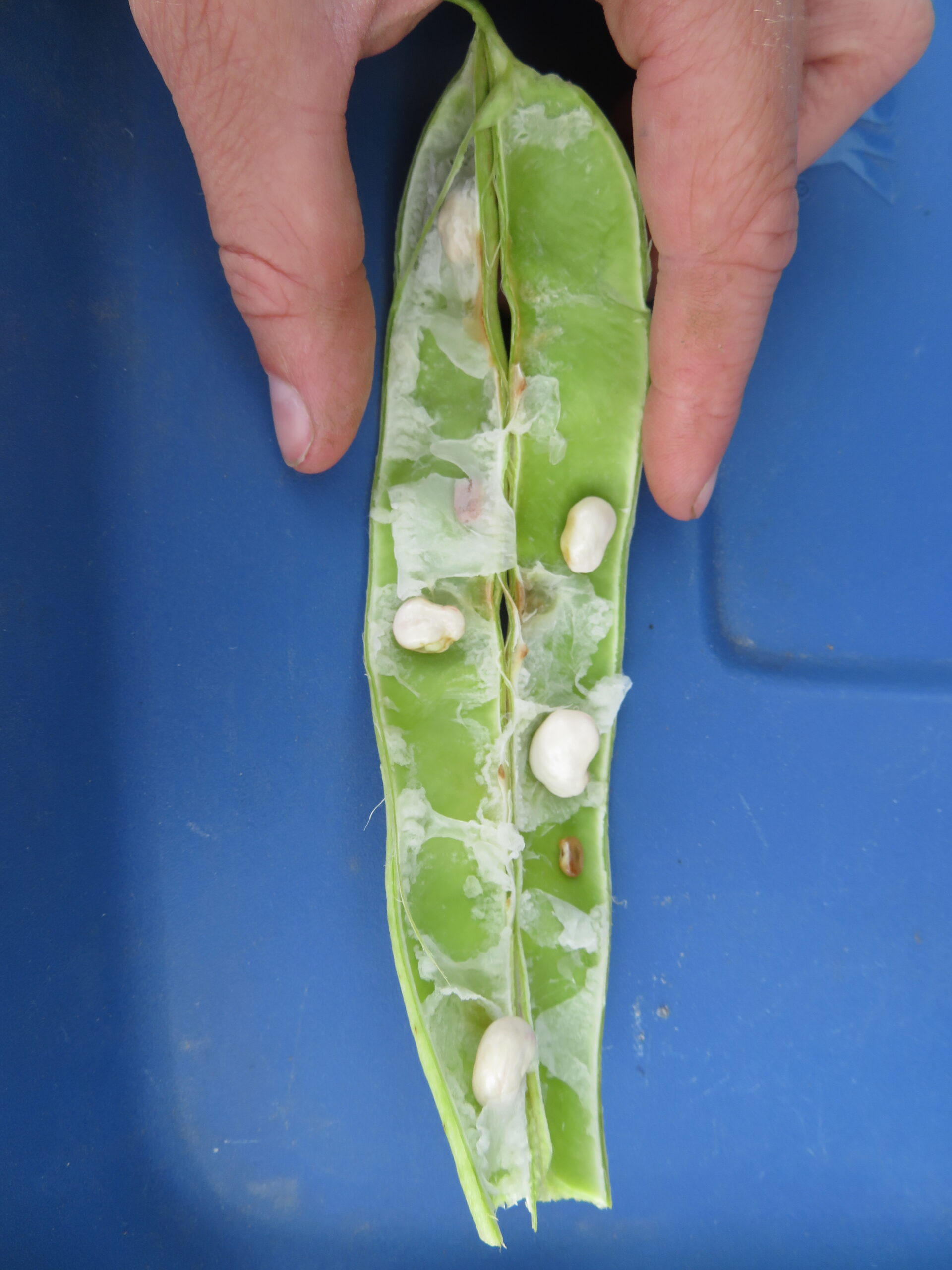 Green Patch – Dry Bean Agronomy