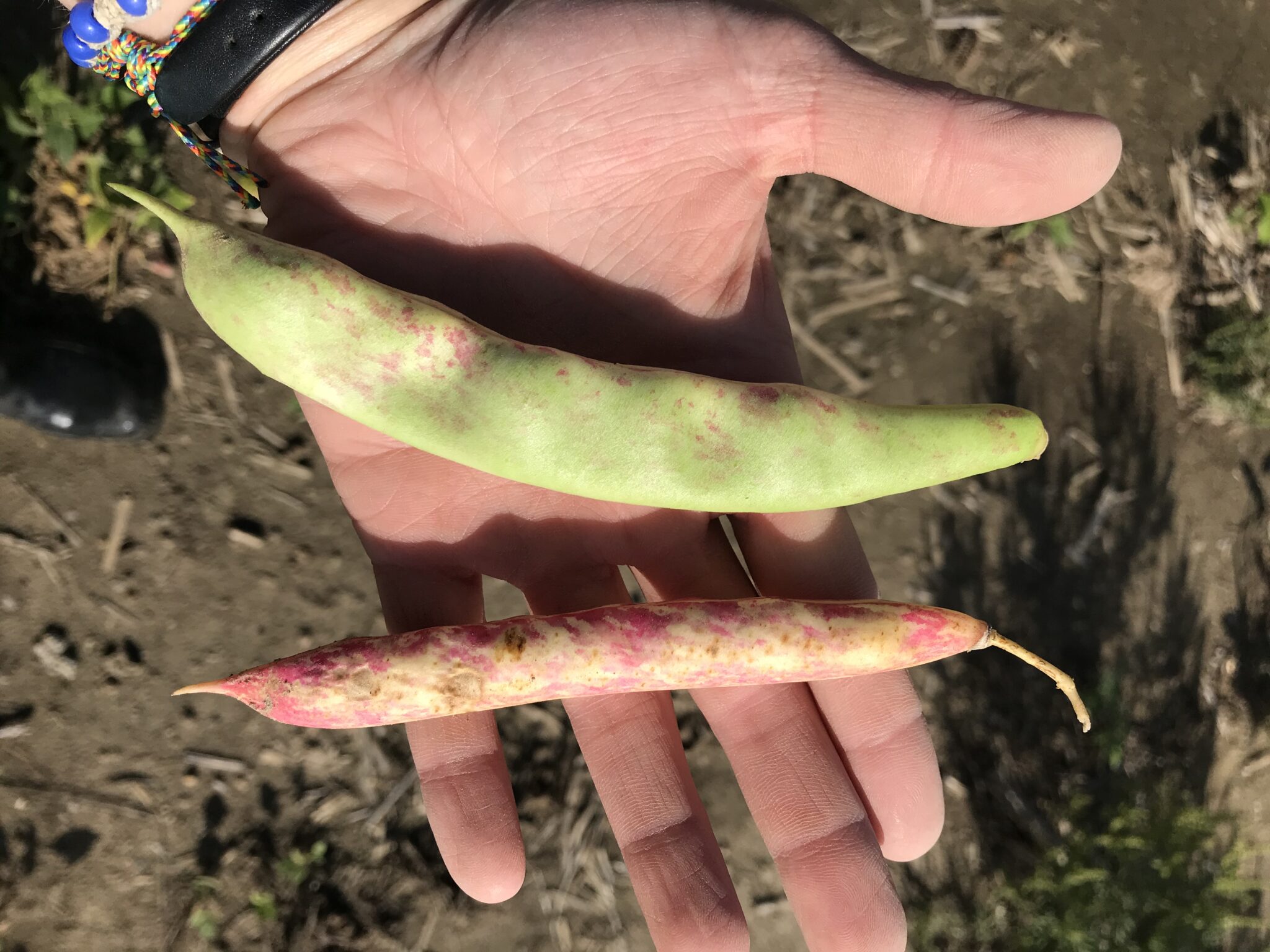 Green Patch – Dry Bean Agronomy
