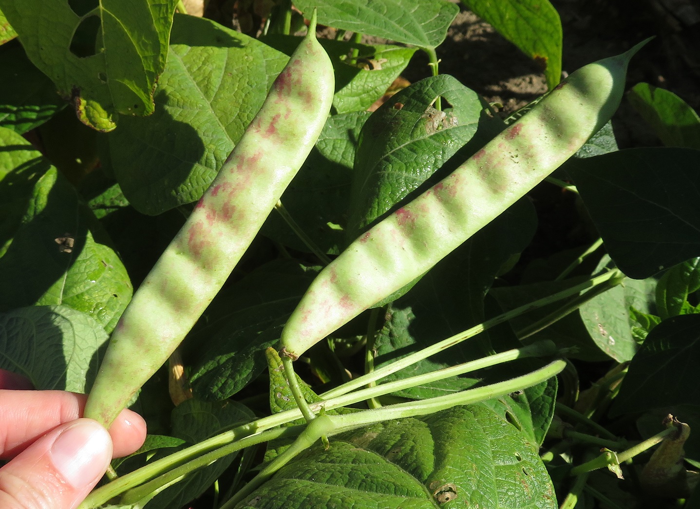Green Patch – Dry Bean Agronomy