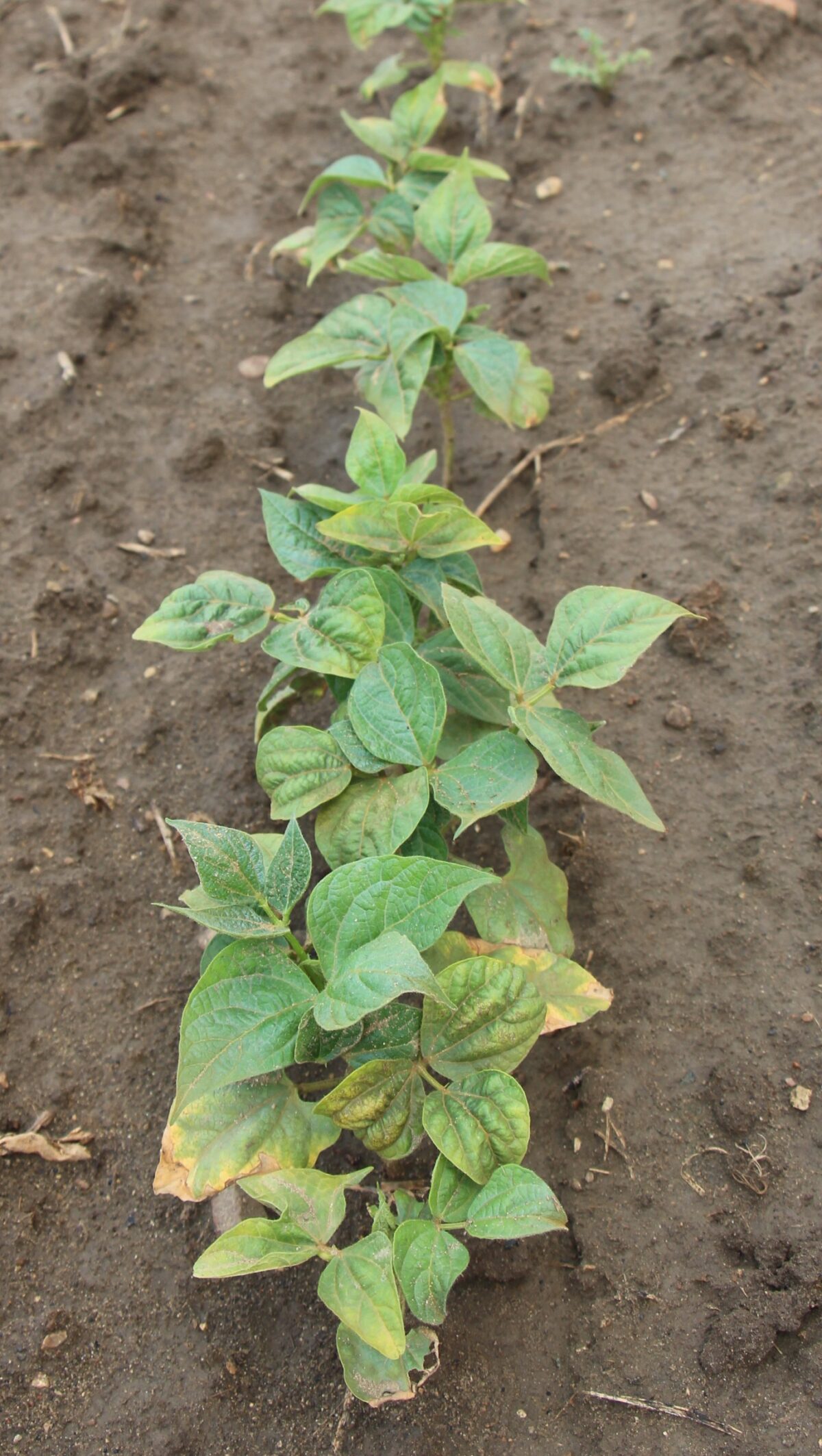 Potato leafhopper – Dry Bean Agronomy