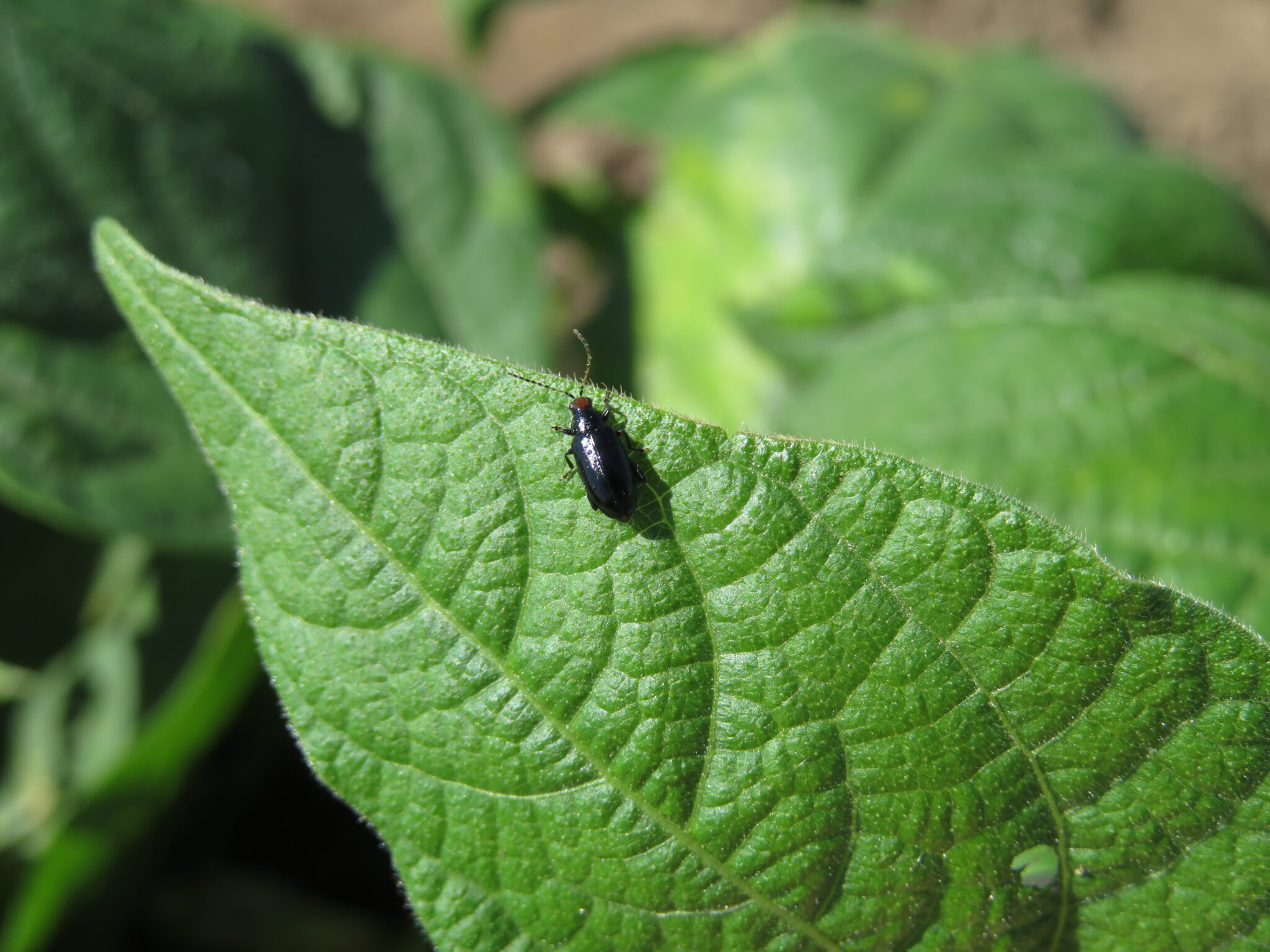 Red-Headed Flea Beetle – Dry Bean Agronomy