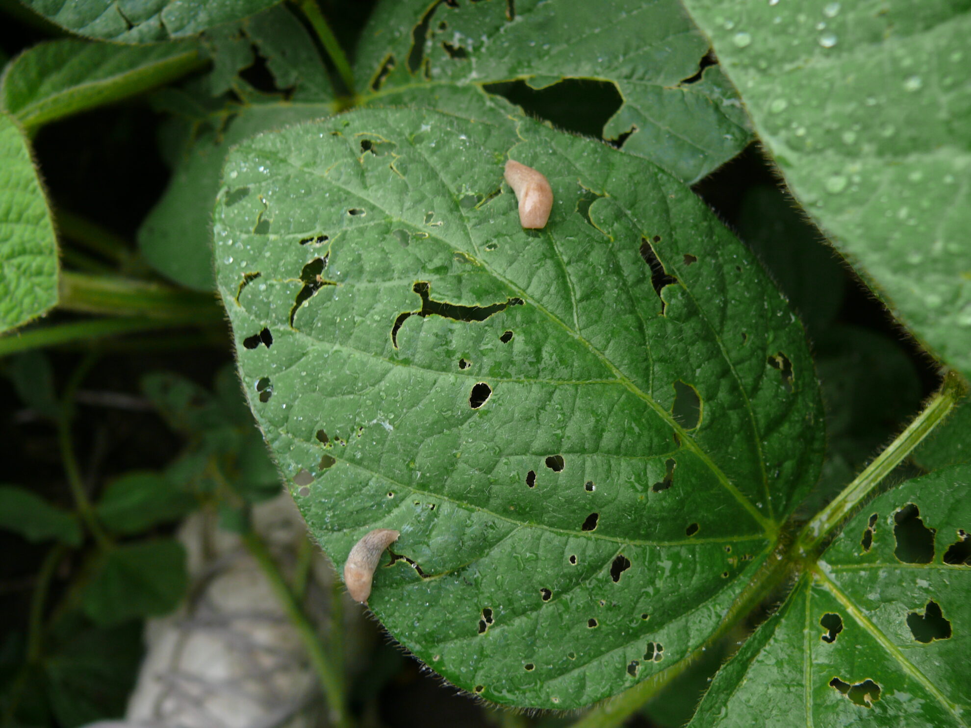 Slugs – Dry Bean Agronomy