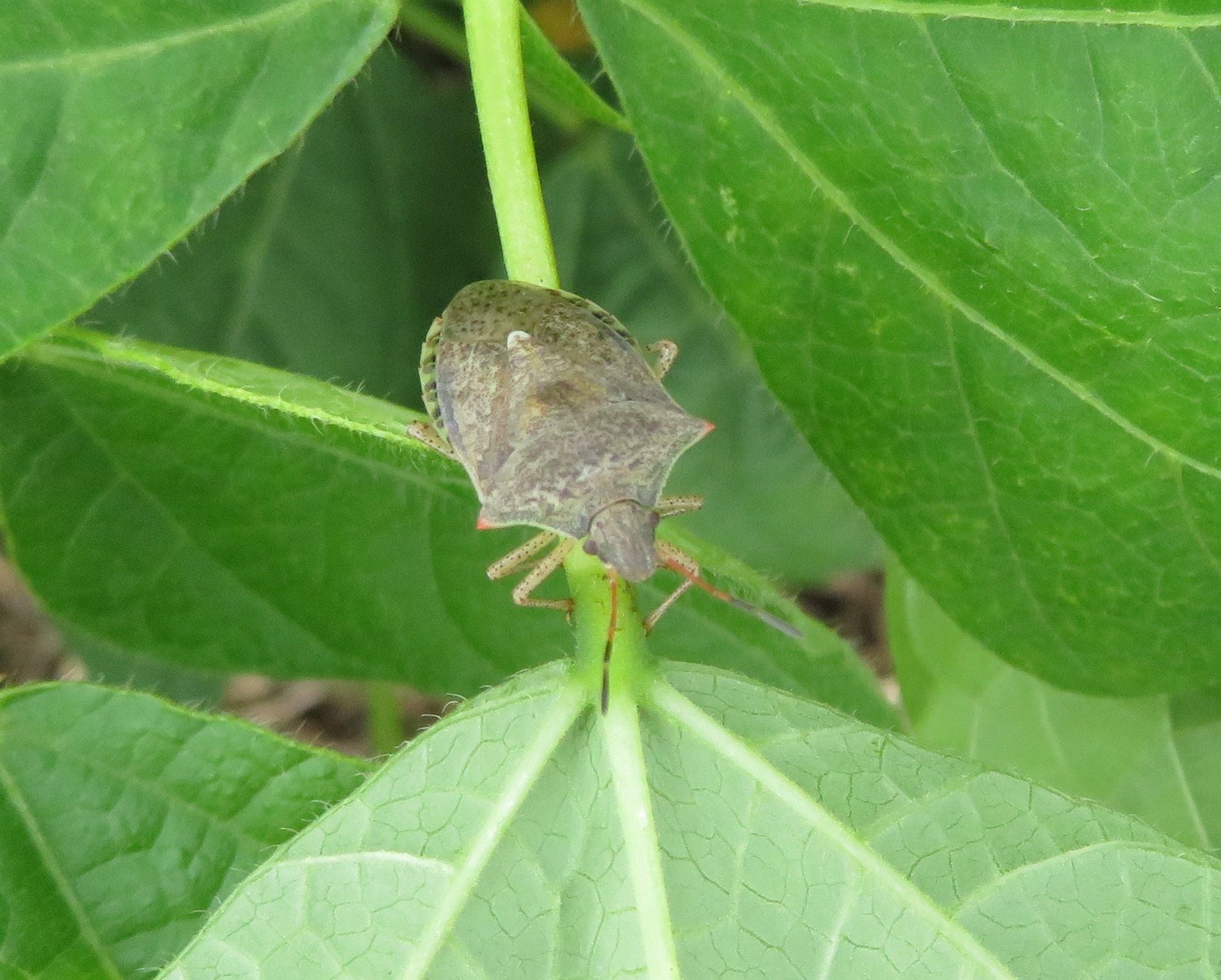 Stink Bugs – Dry Bean Agronomy