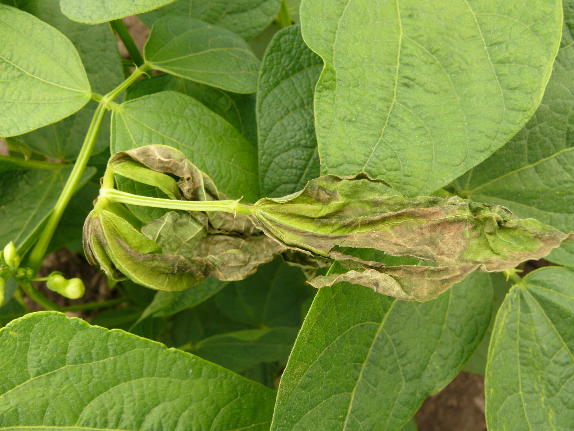 Sunscald – Dry Bean Agronomy