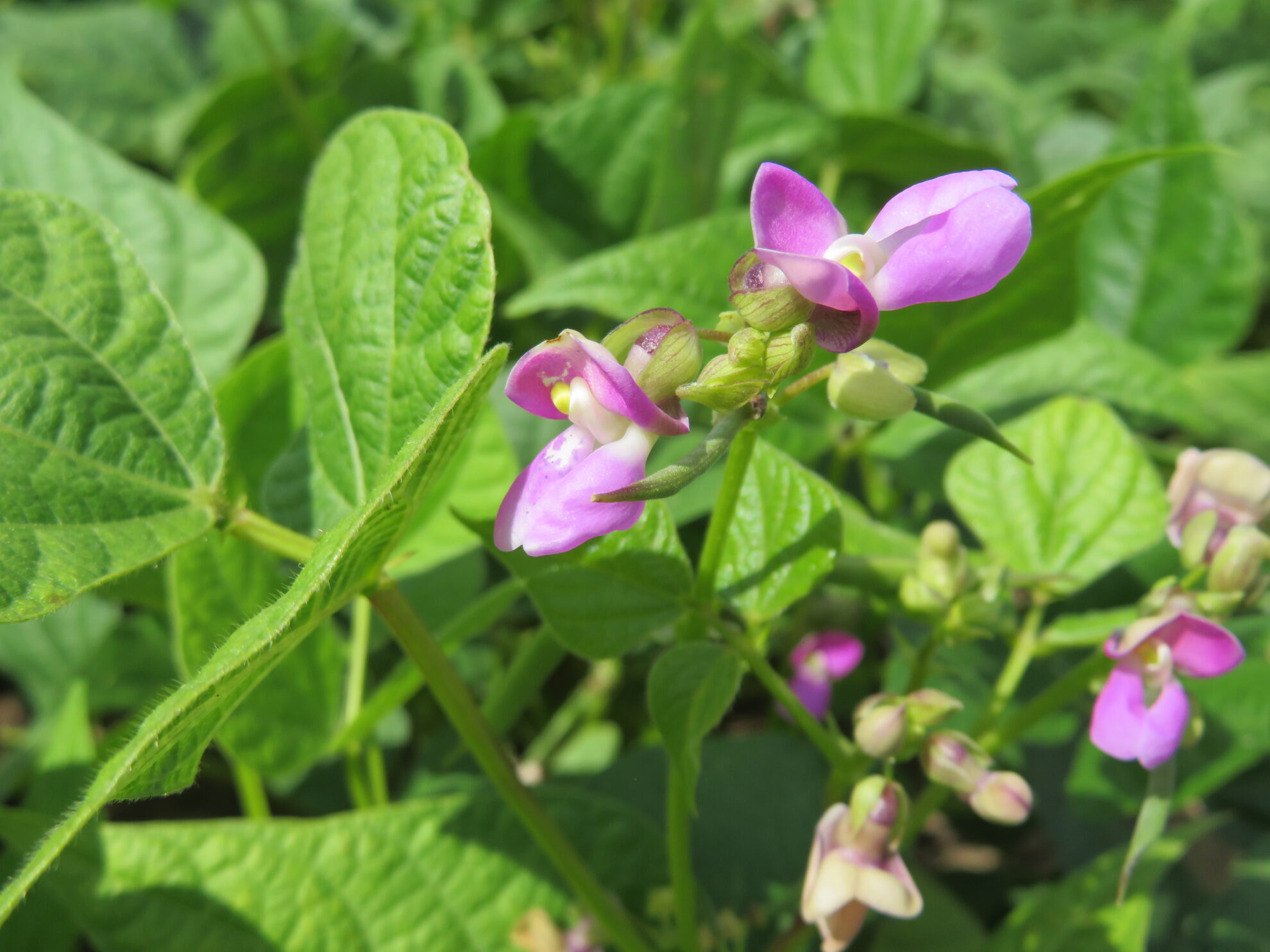 White Mould: In-Crop Disease Development and Management – Dry Bean Agronomy