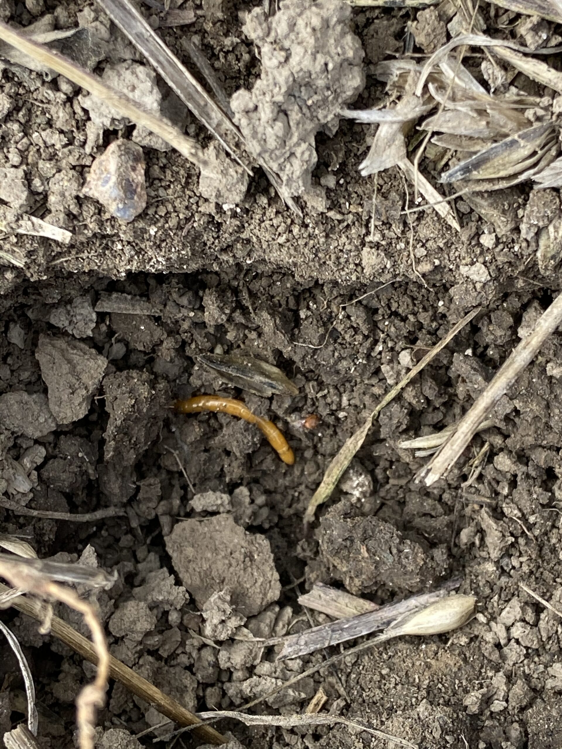 Wireworm – Dry Bean Agronomy