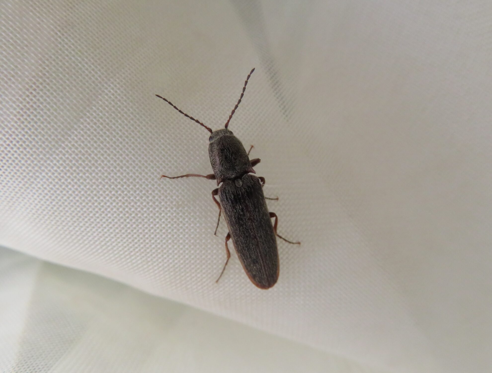 Wireworm – Dry Bean Agronomy