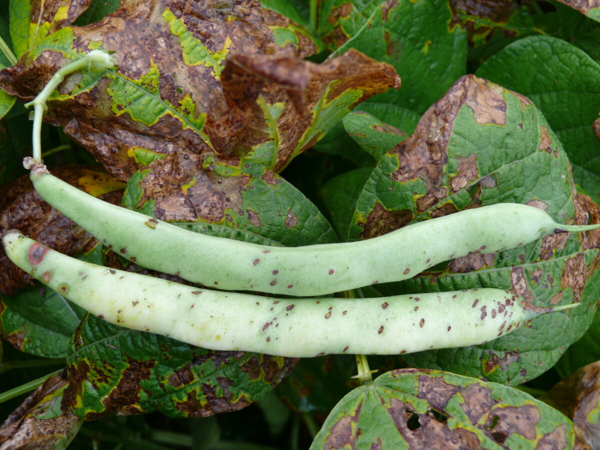 Bacterial Blights: Common Bacterial Blight (CBB), Halo Blight, and ...