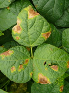 Bacterial Blights: Common Bacterial Blight (CBB), Halo Blight, and ...