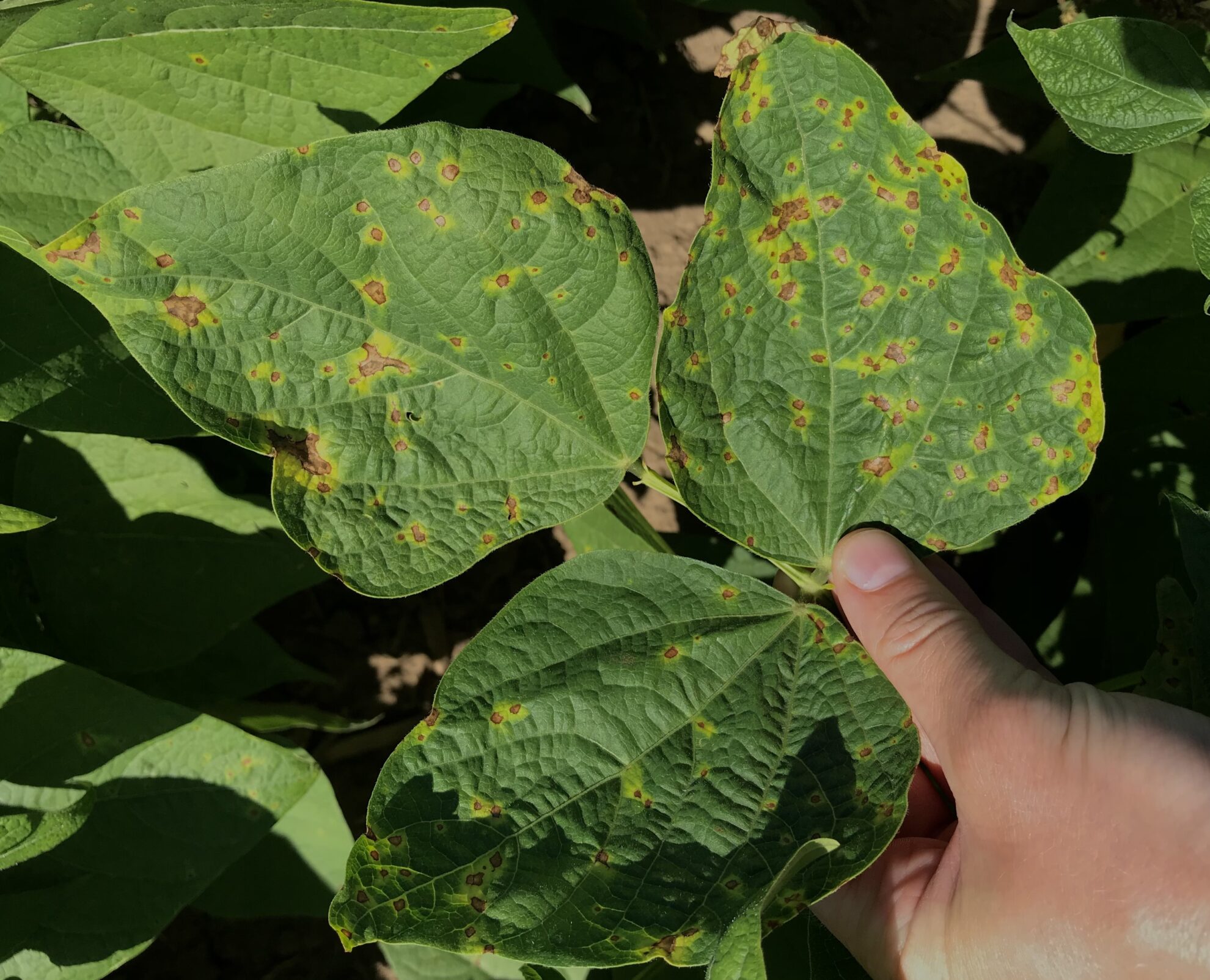 Bacterial Blights: Common Bacterial Blight (CBB), Halo Blight, and ...