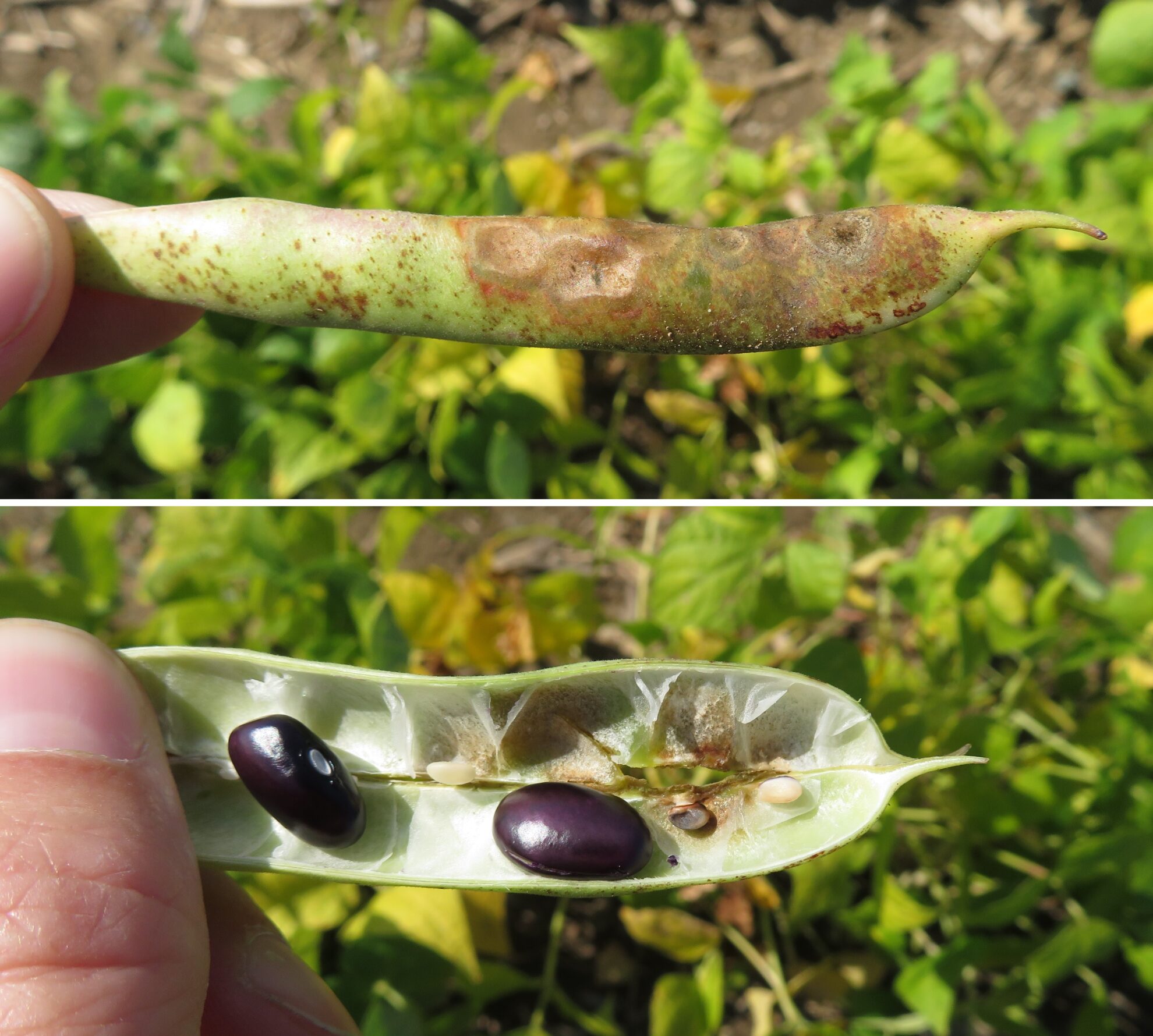 Bacterial Blights: Common Bacterial Blight (CBB), Halo Blight, and ...