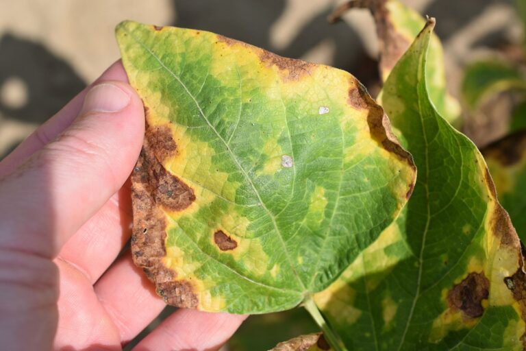 Bacterial Blights: Common Bacterial Blight (CBB), Halo Blight, and ...