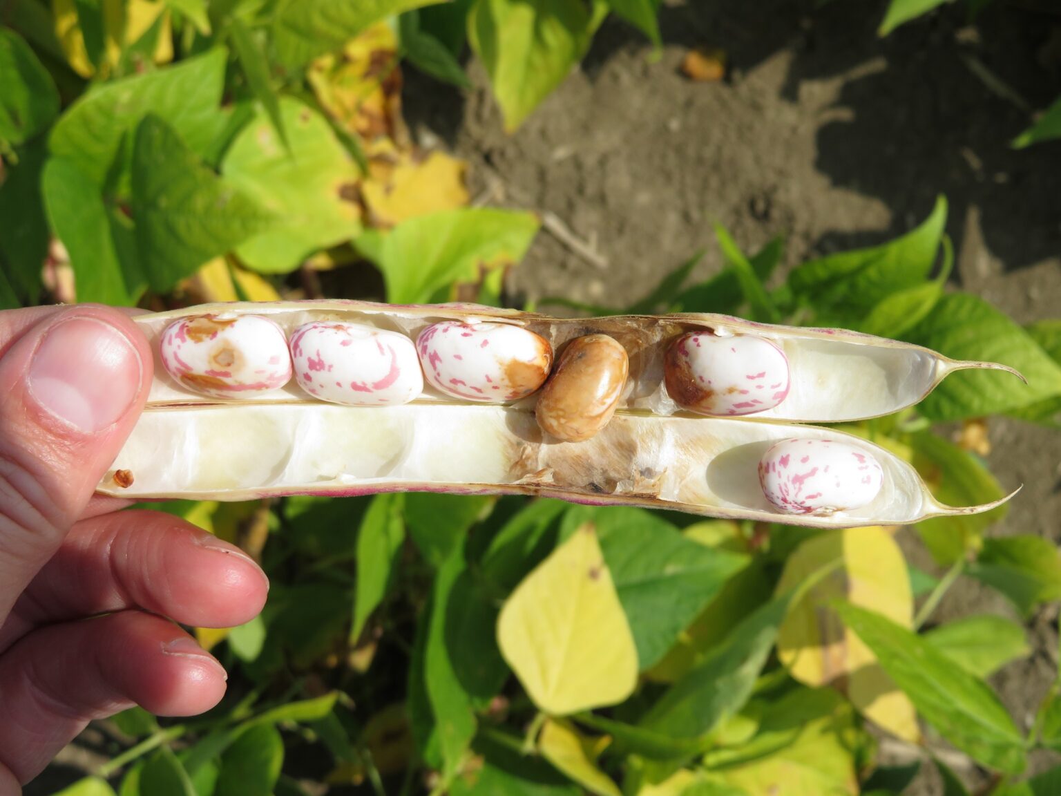 Bacterial Blights: Common Bacterial Blight (CBB), Halo Blight, and ...