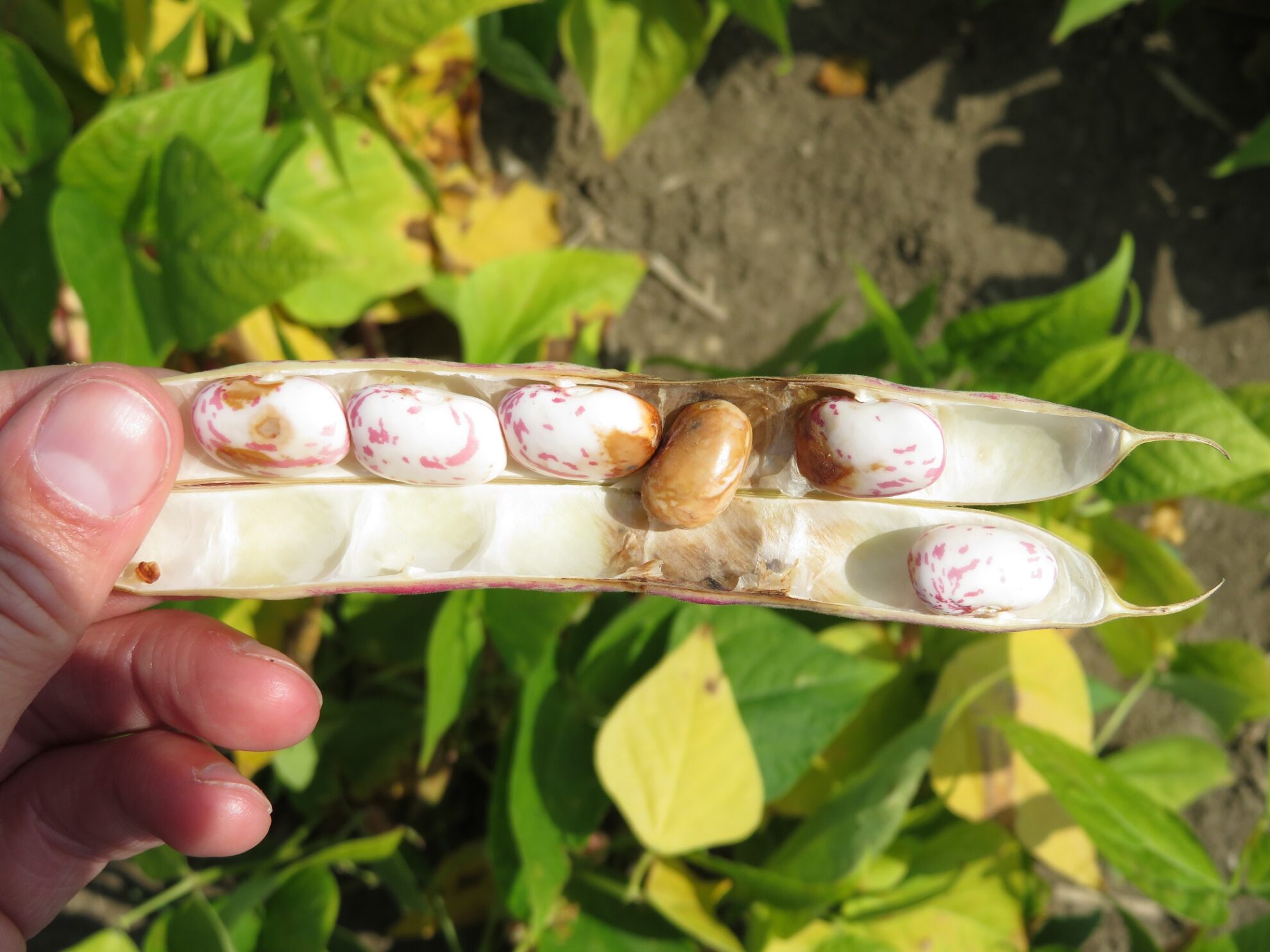 Bacterial Blights: Common Bacterial Blight (CBB), Halo Blight, and ...