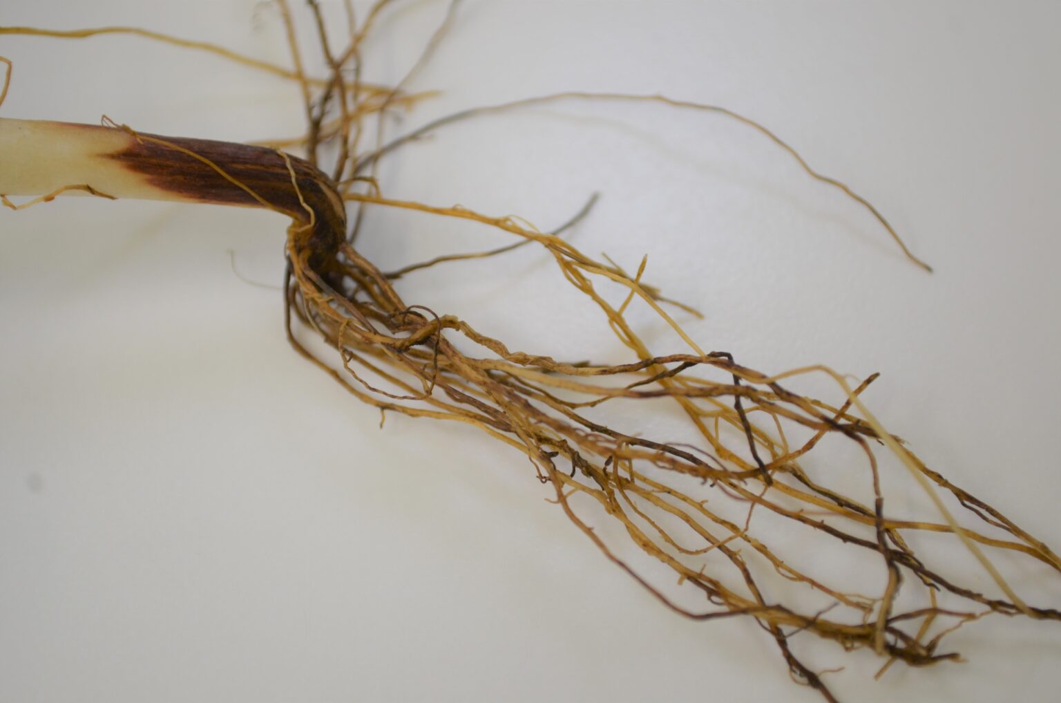 Root Rot Complex – Dry Bean Agronomy