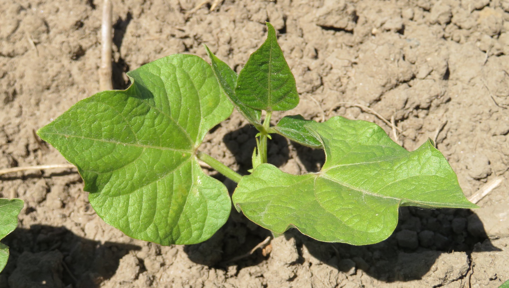 Plant Development – Dry Bean Agronomy