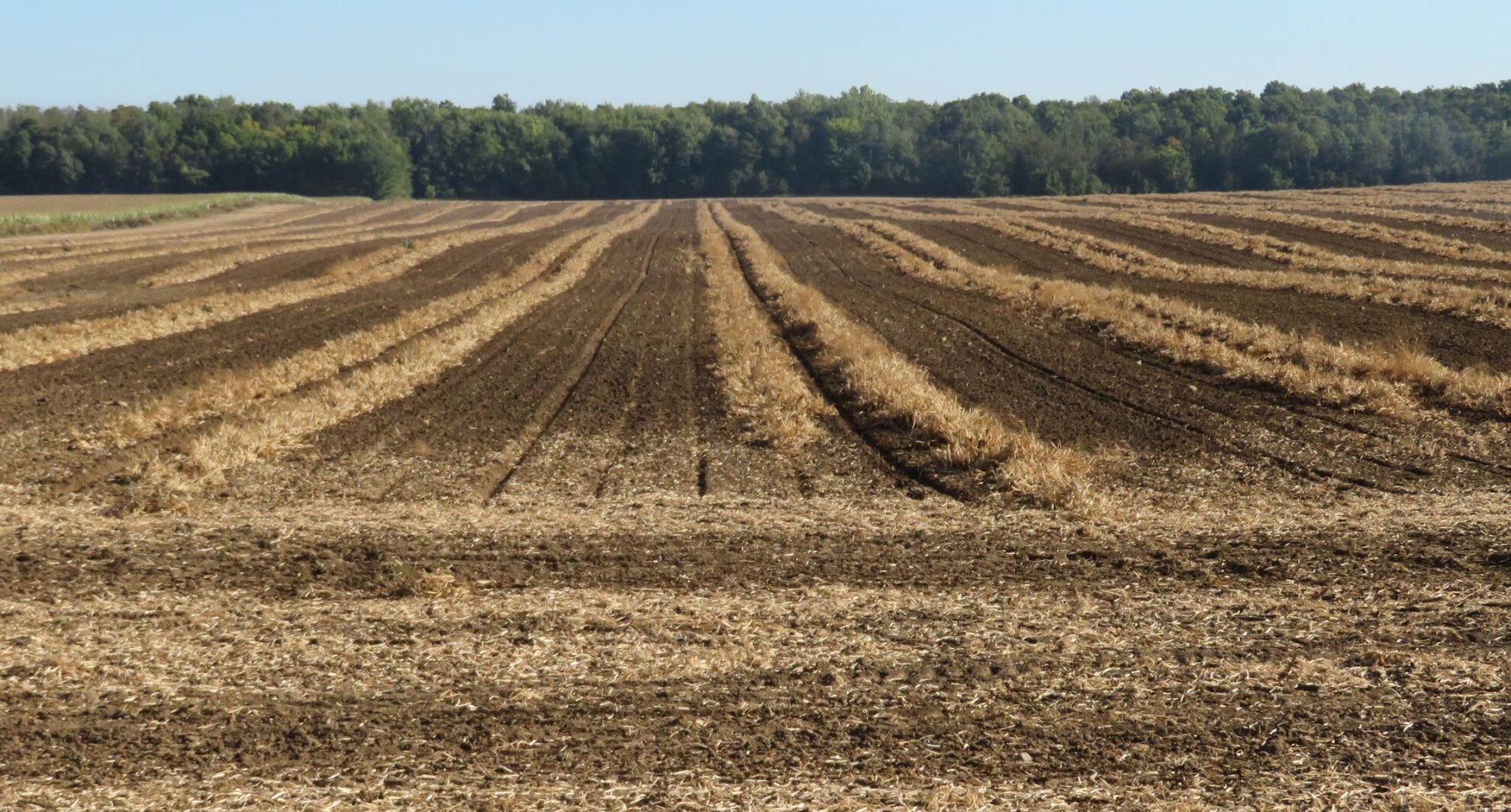 Pulling, Windrowing and Combining: General Description – Dry Bean Agronomy