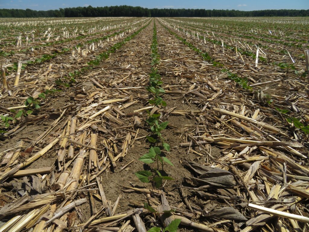 Strip Till – Dry Bean Agronomy