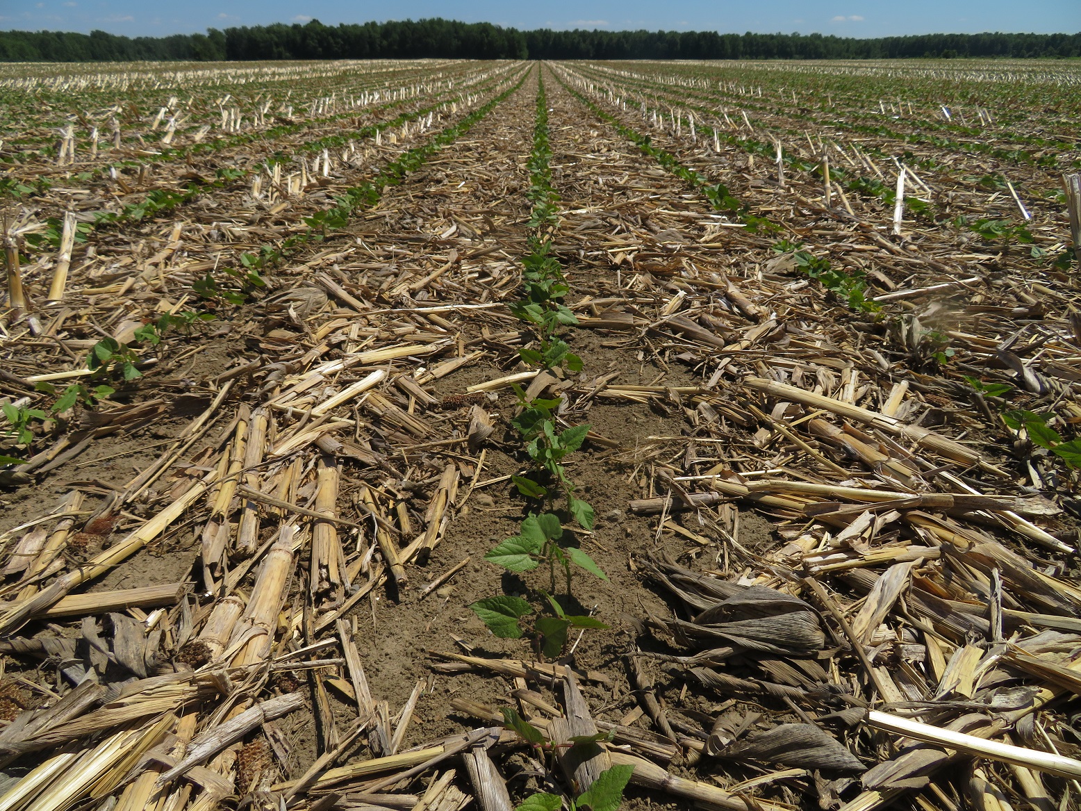 Strip Till – Dry Bean Agronomy