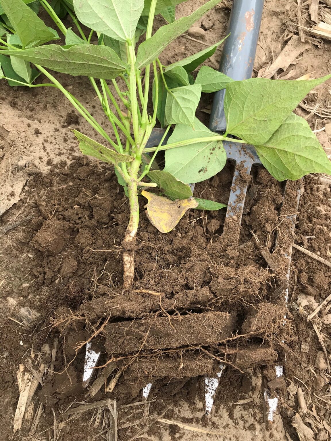 Soil Compaction and Soil Structure – Dry Bean Agronomy