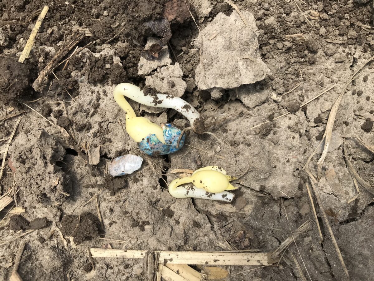 Dealing with Soil Crusting – Dry Bean Agronomy