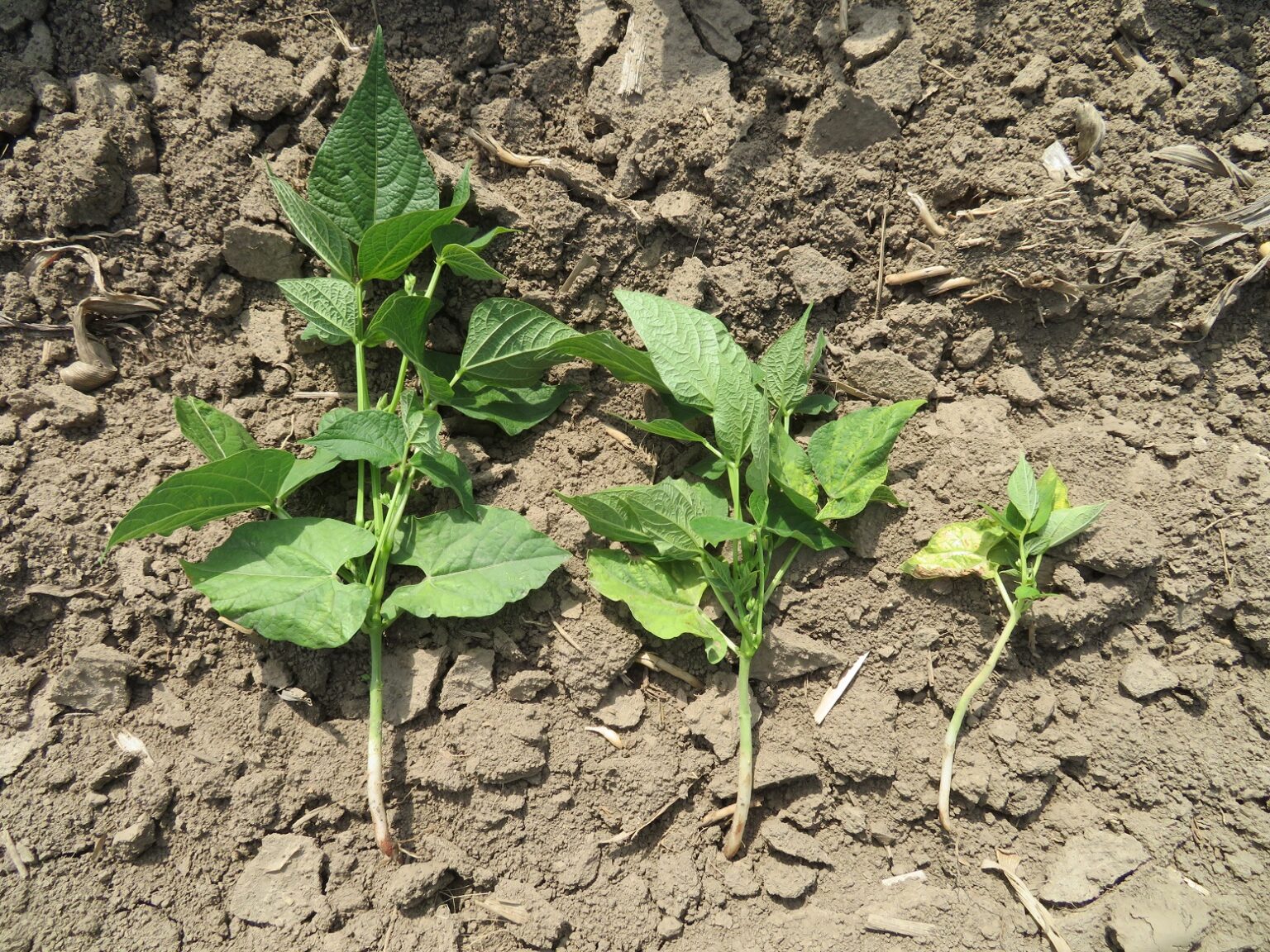 “Bleaching” Herbicide Carryover Injury in Dry Beans – Dry Bean Agronomy