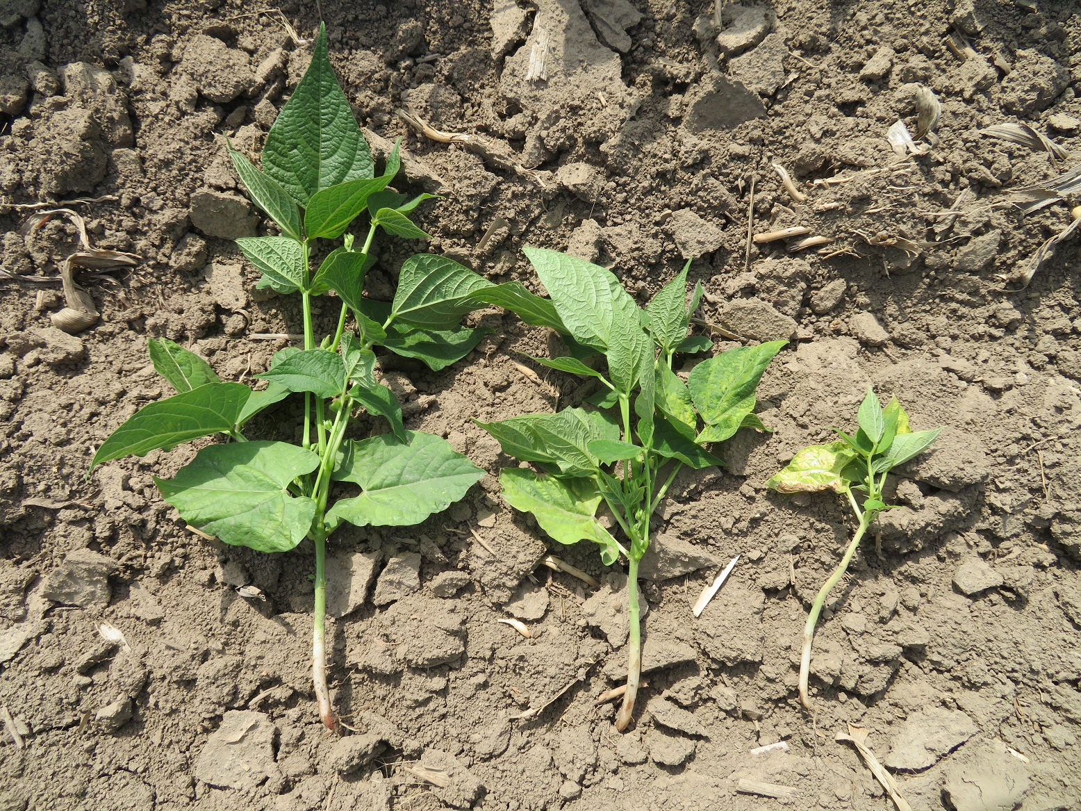 “Bleaching” Herbicide Carryover Injury in Dry Beans – Dry Bean Agronomy