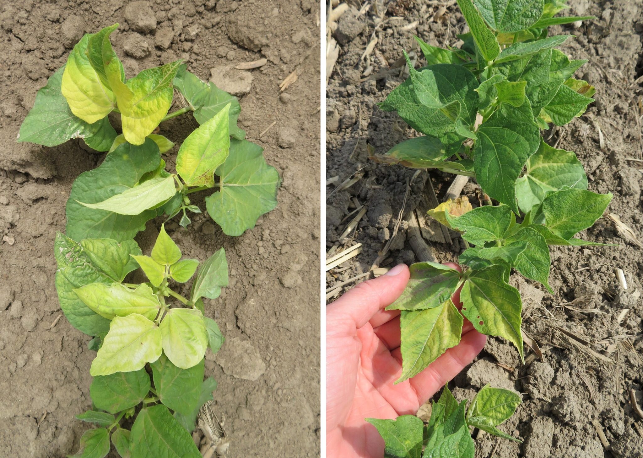 “Bleaching” Herbicide Carryover Injury in Dry Beans – Dry Bean Agronomy