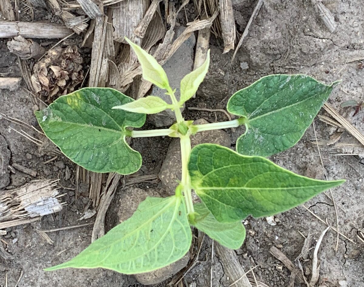 “Bleaching” Herbicide Carryover Injury in Dry Beans – Dry Bean Agronomy
