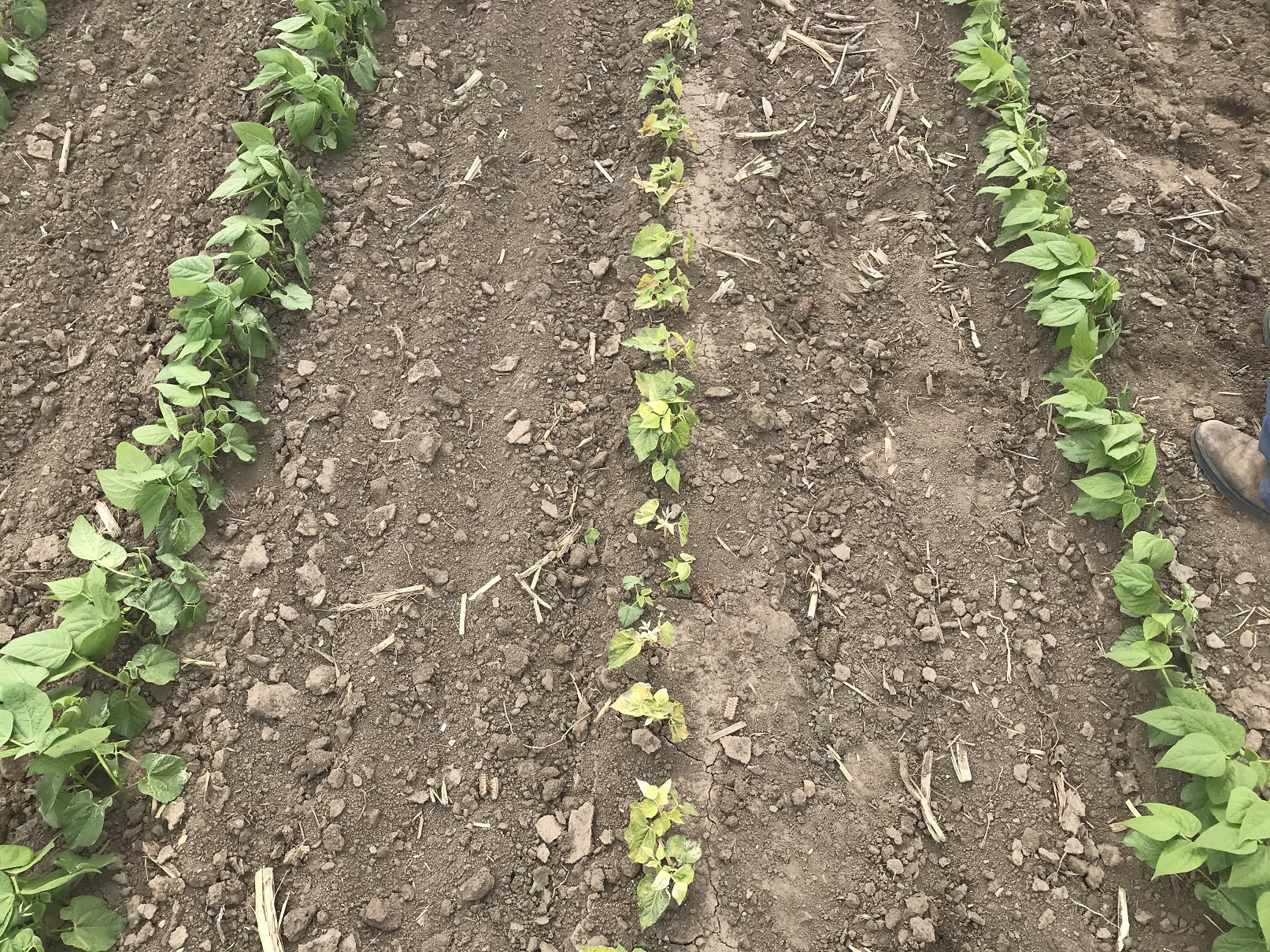 “Bleaching” Herbicide Carryover Injury in Dry Beans – Dry Bean Agronomy