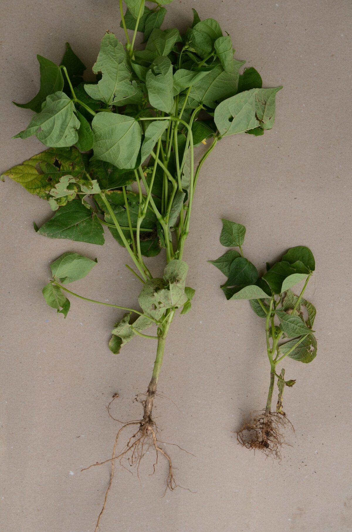 Soil Compaction and Soil Structure – Dry Bean Agronomy
