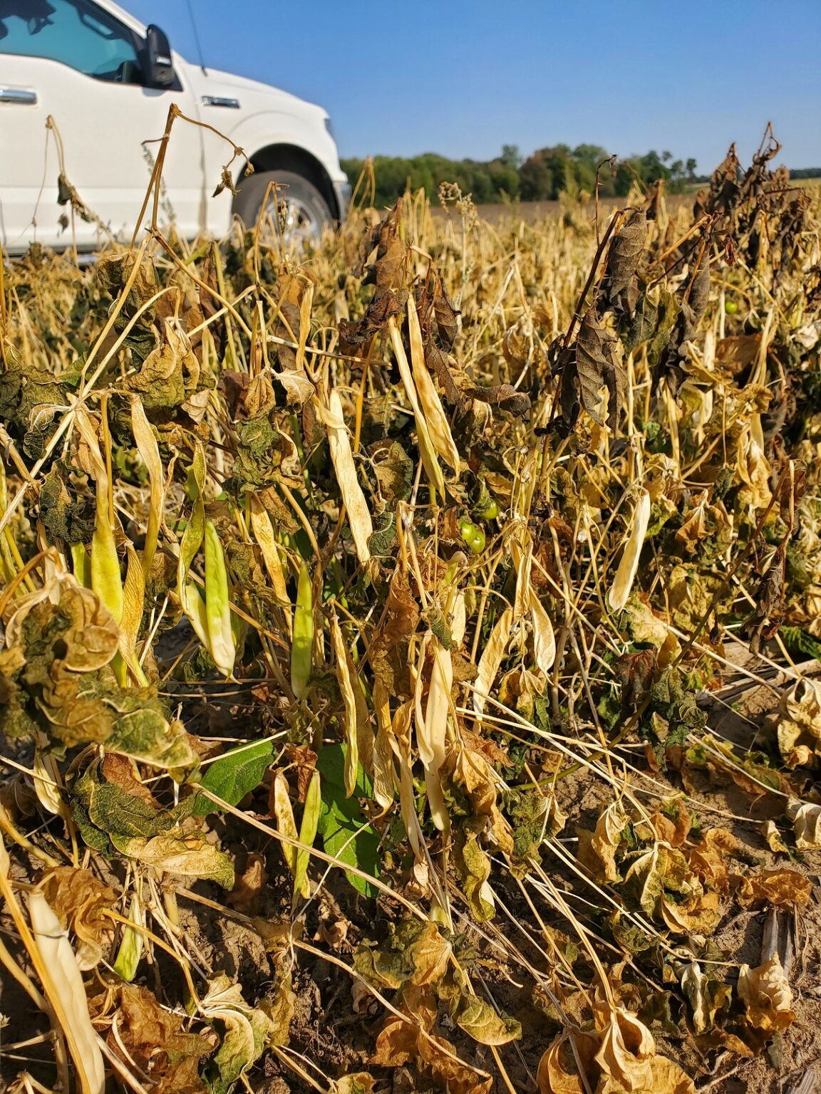 Fall Frost Prior to Harvest – Dry Bean Agronomy