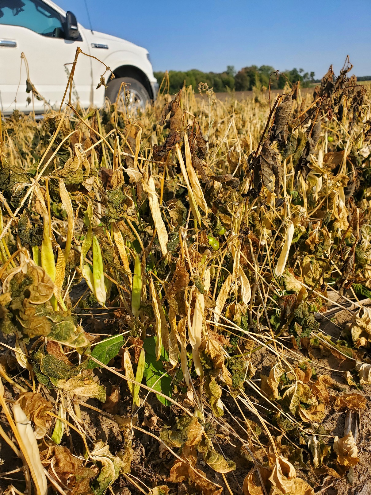 Fall Frost Prior to Harvest – Dry Bean Agronomy