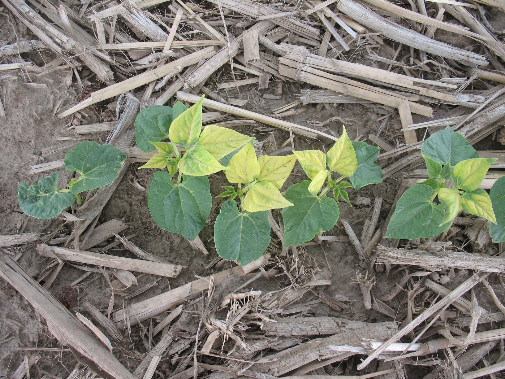 “Bleaching” Herbicide Carryover Injury in Dry Beans – Dry Bean Agronomy